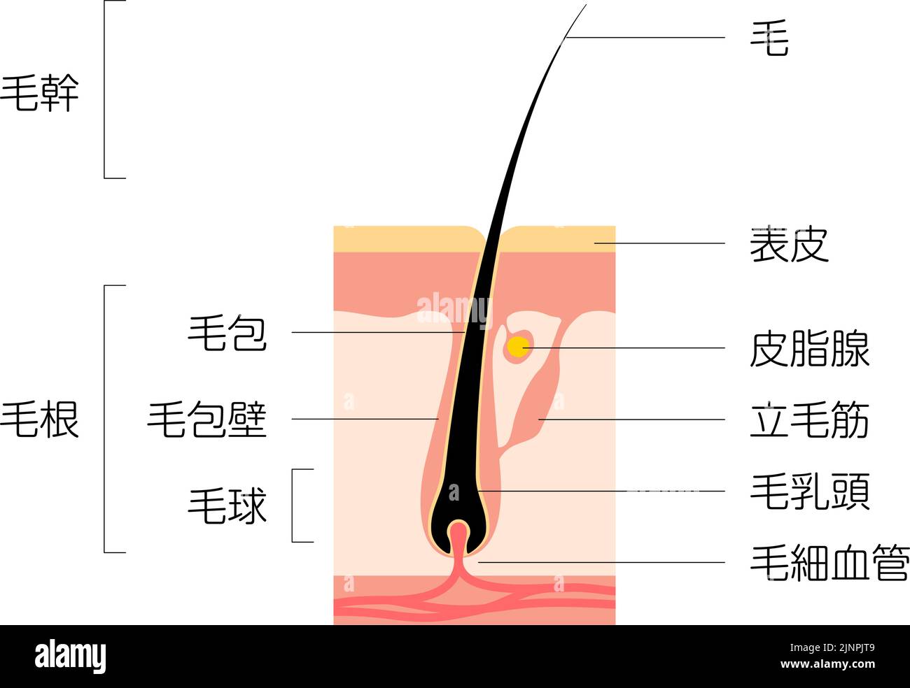 Diagrammatic illustration of hair, cross-sectional view - Translation ...
