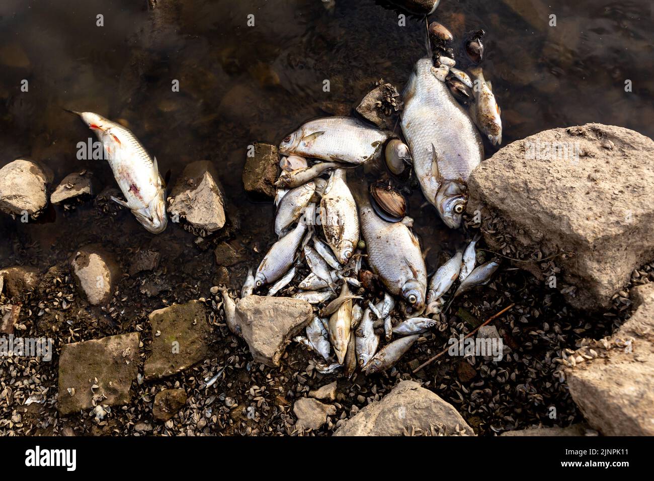 Germany. 13th Aug, 2022. Dead fish lie on the bank of Oder river near ...