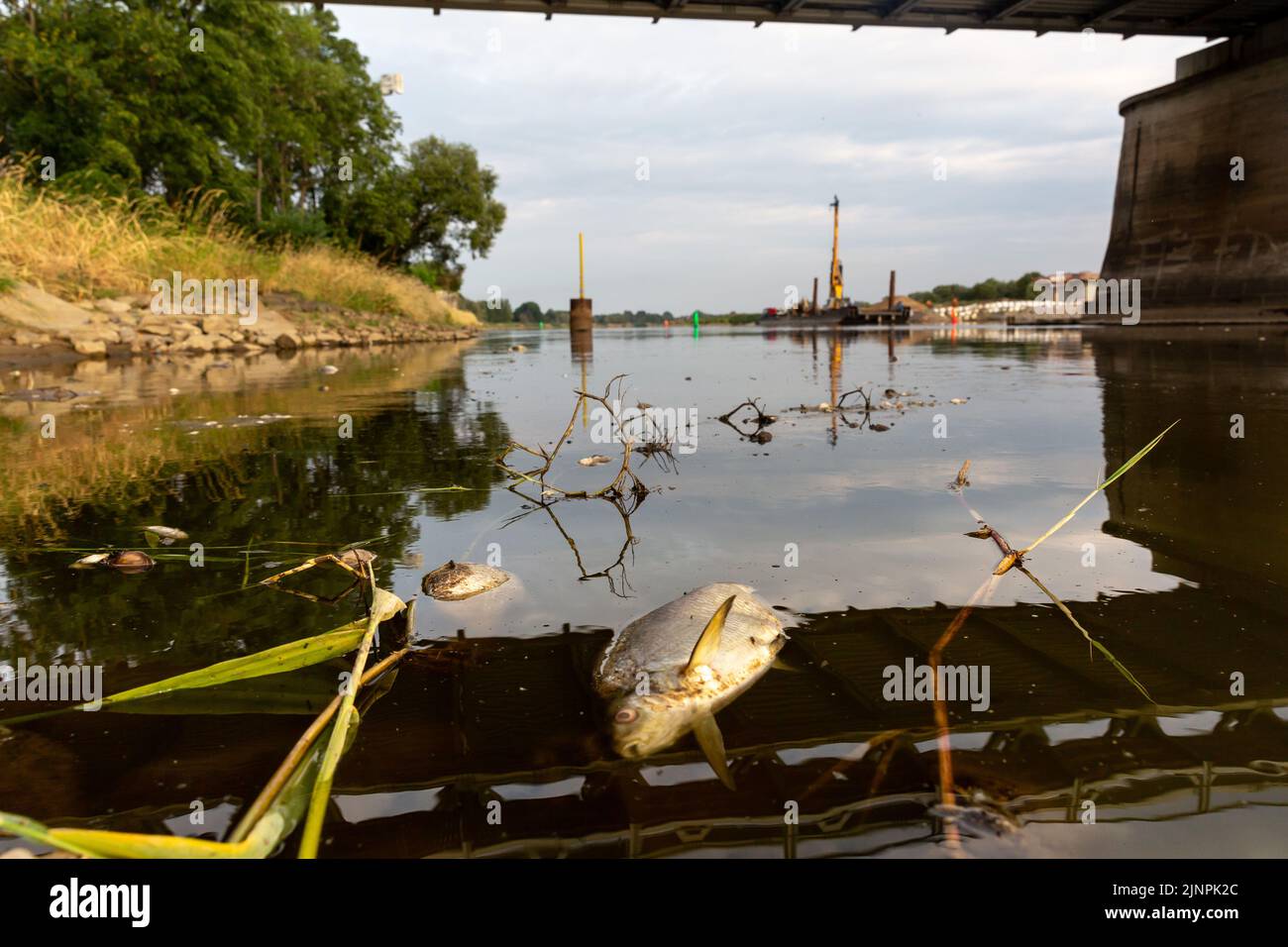 Germany. 13th Aug, 2022. Dead fish lie on the bank of Oder river near ...