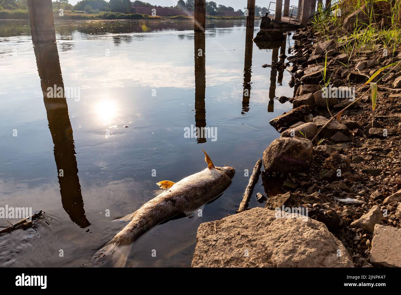Germany. 13th Aug, 2022. Dead fish lie on the bank of Oder river near ...