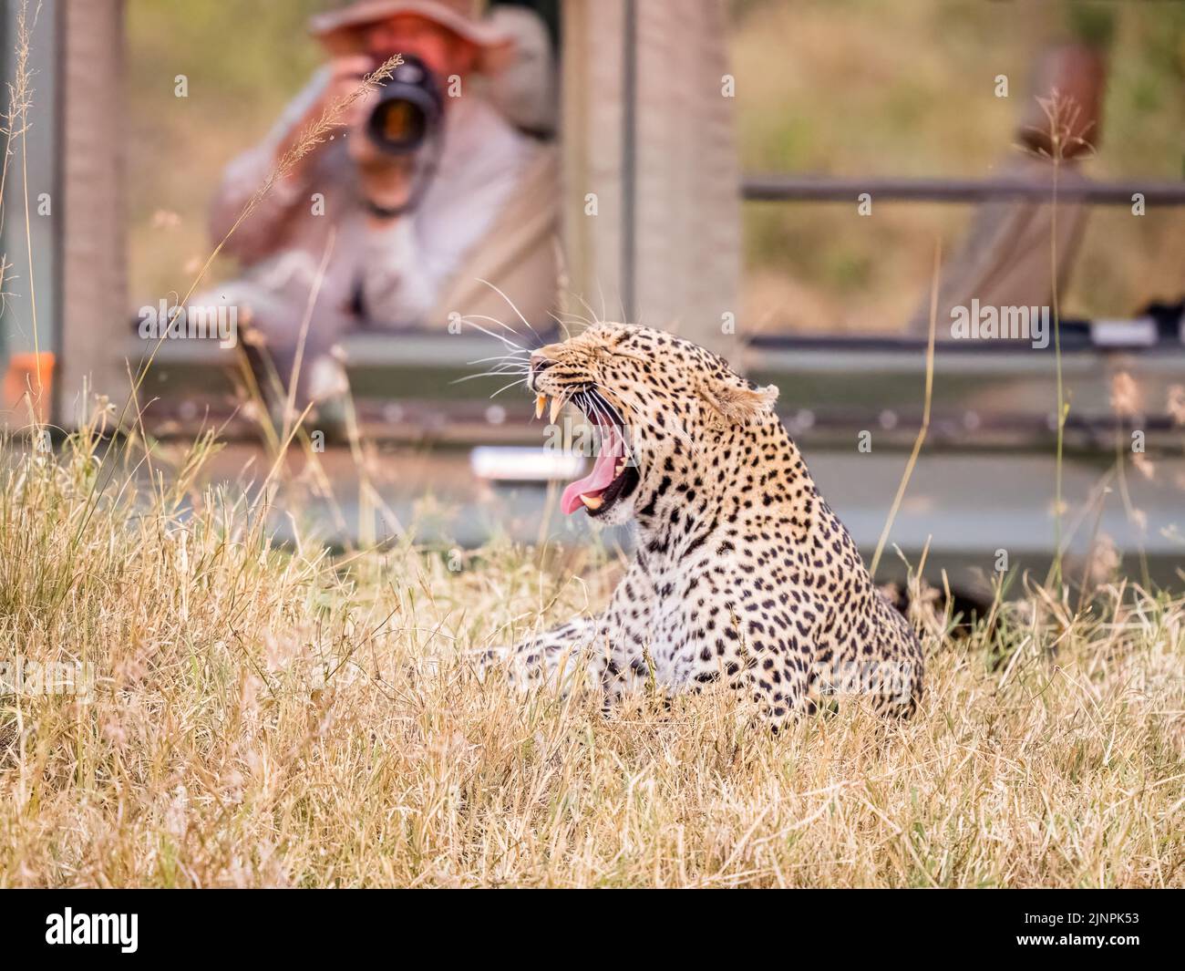 A leopard in Maasai Mara national park being photographed by tourists ...