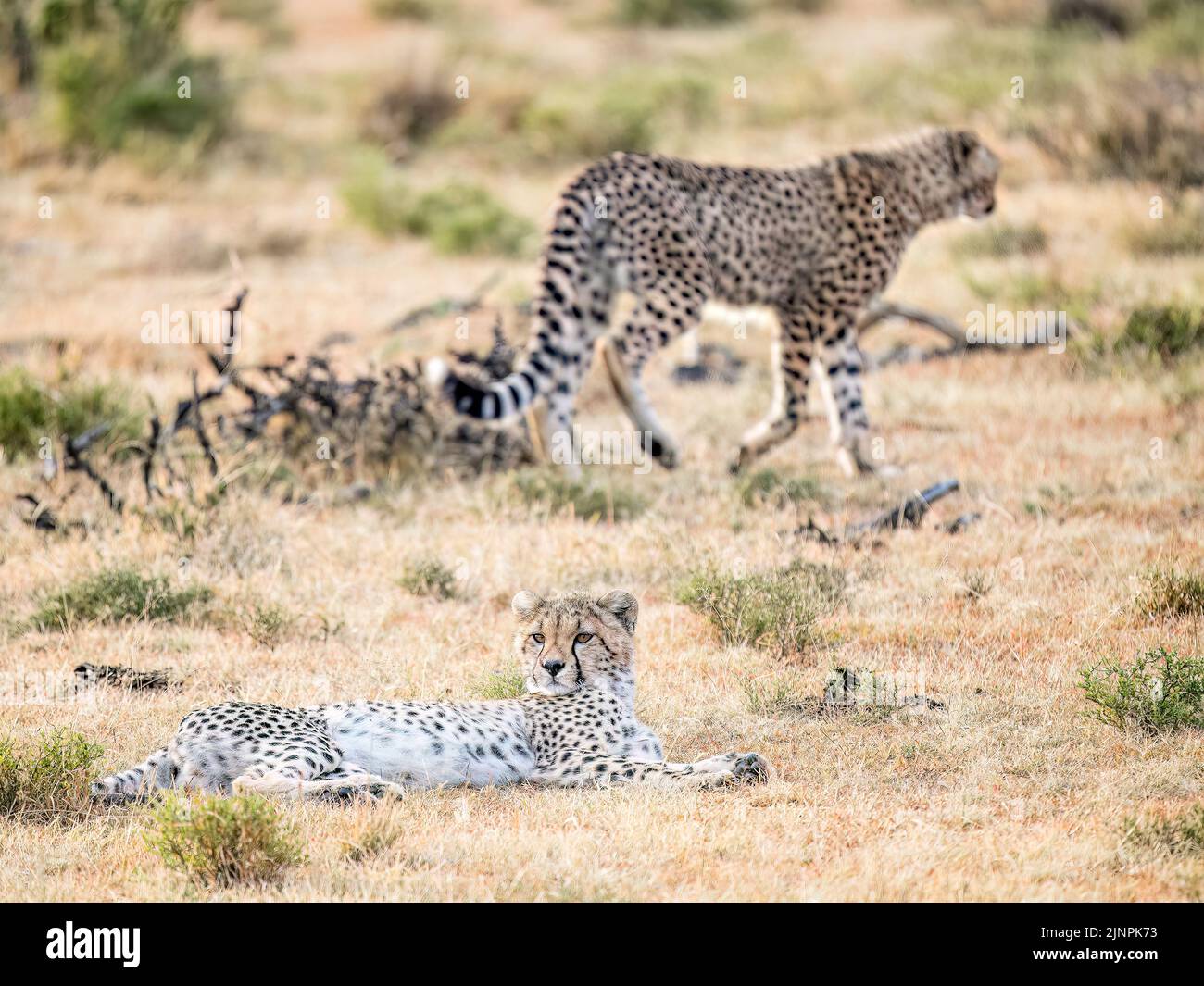 Cheetah in the Maasai Mara national park, Kenya Stock Photo - Alamy