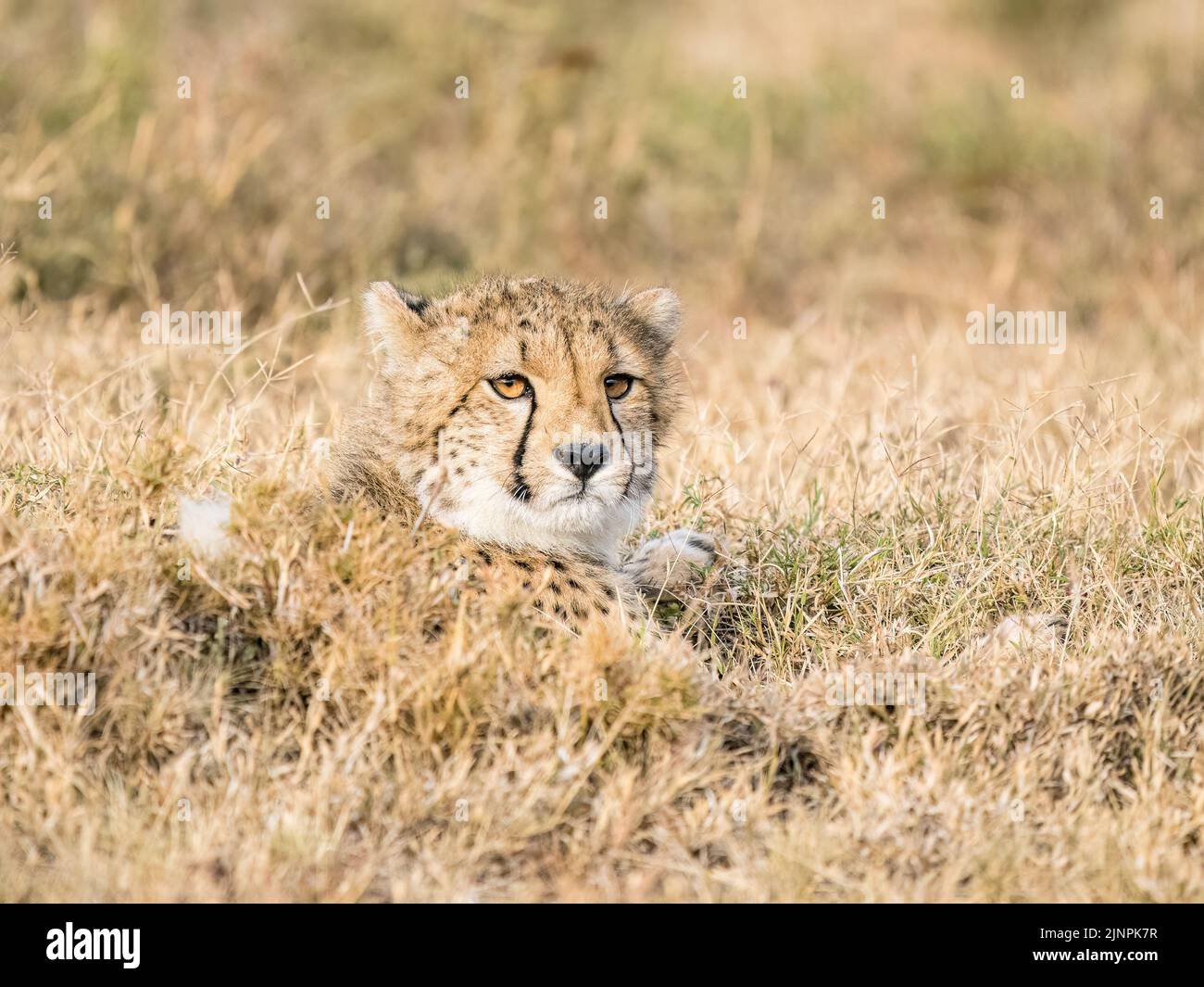 Cheetah in the Maasai Mara national park, Kenya Stock Photo - Alamy
