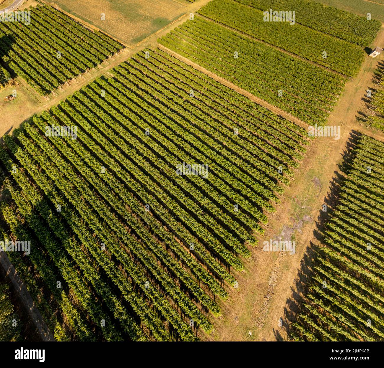 Cultivation wine vineyard vine hi-res stock photography and images - Alamy