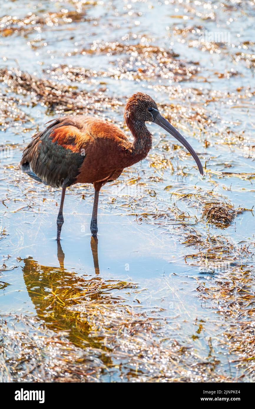 The glossy ibis, latin name Plegadis falcinellus, searching for food in ...