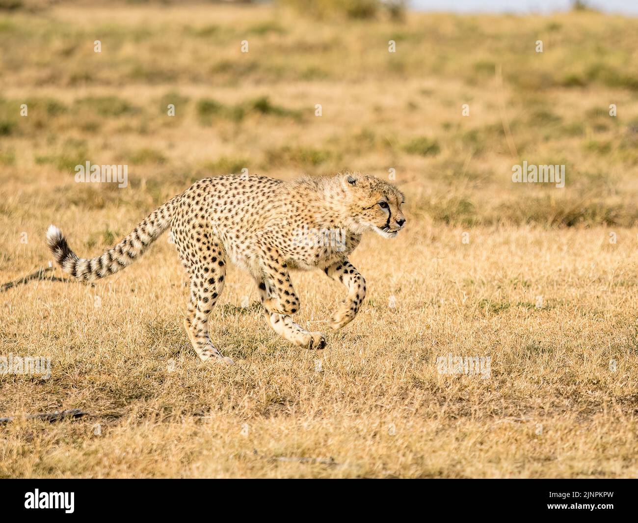 Cheetah in the Maasai Mara national park, Kenya Stock Photo - Alamy