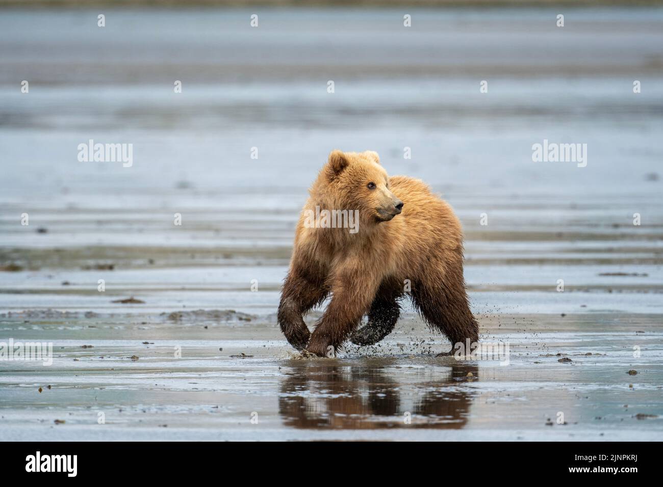 Alaskan brown bear cub running on mud flat in McNeil River State Game ...