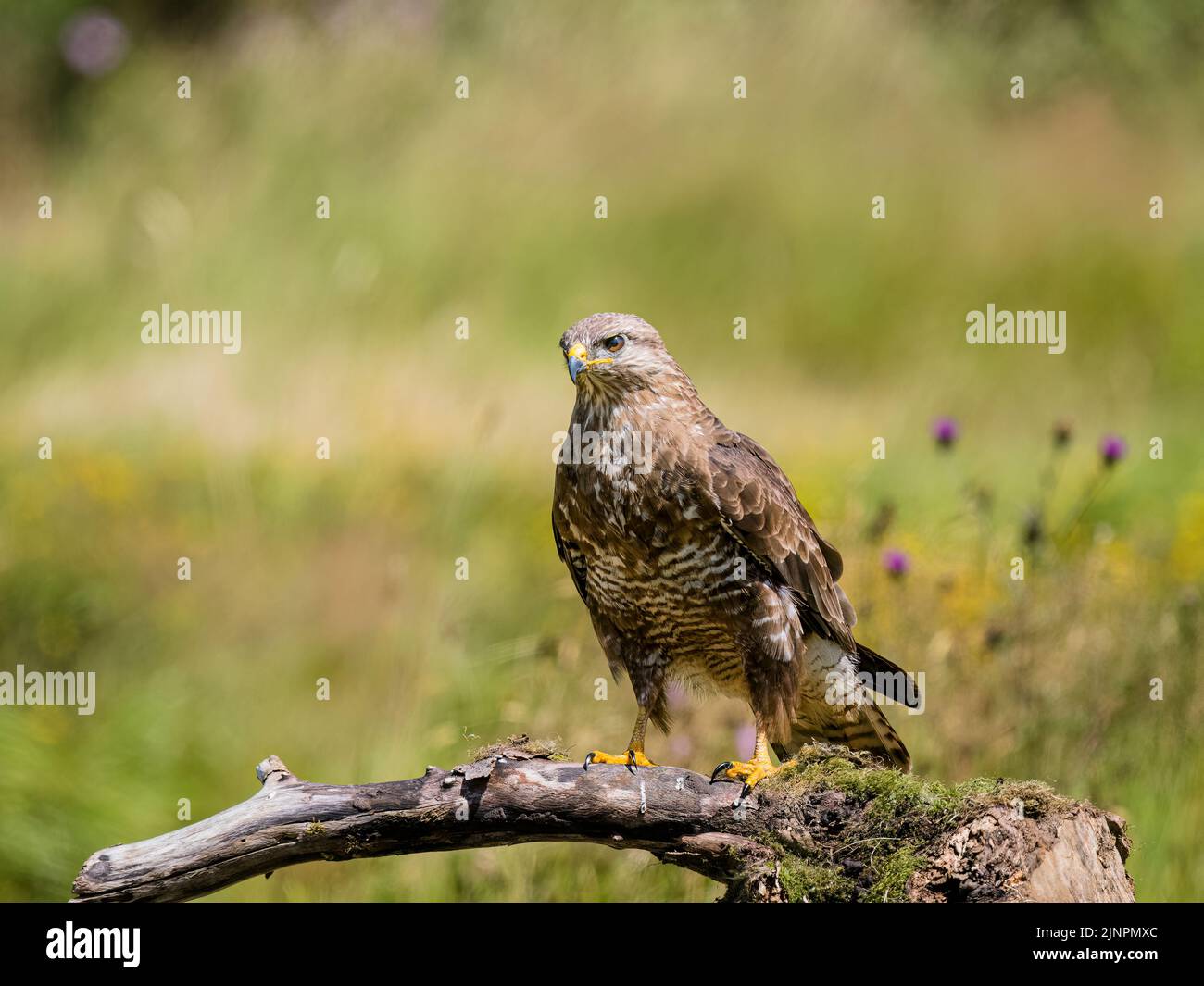 Common buzzard in summer in mid Wales Stock Photo - Alamy