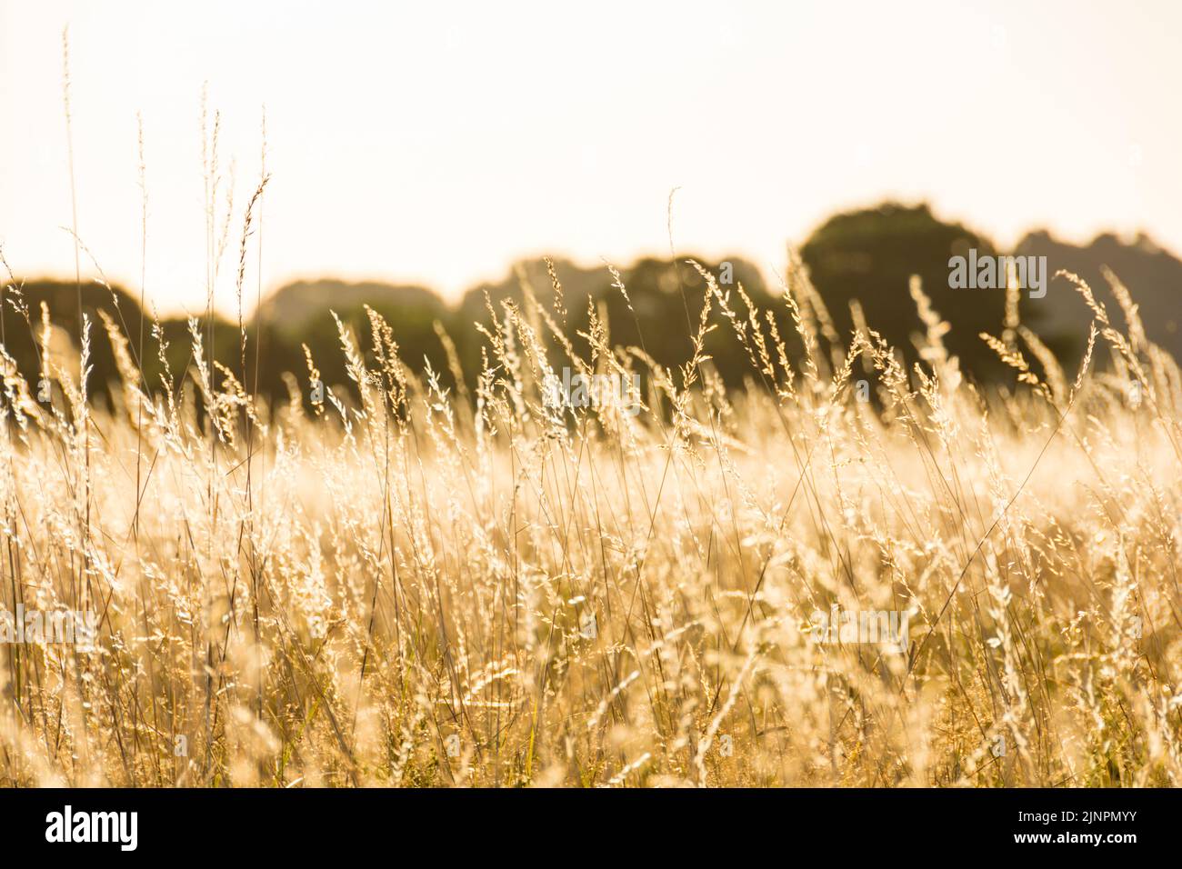 Closeup of dry grass stalks in Richmond Park, London, England, UK Stock ...