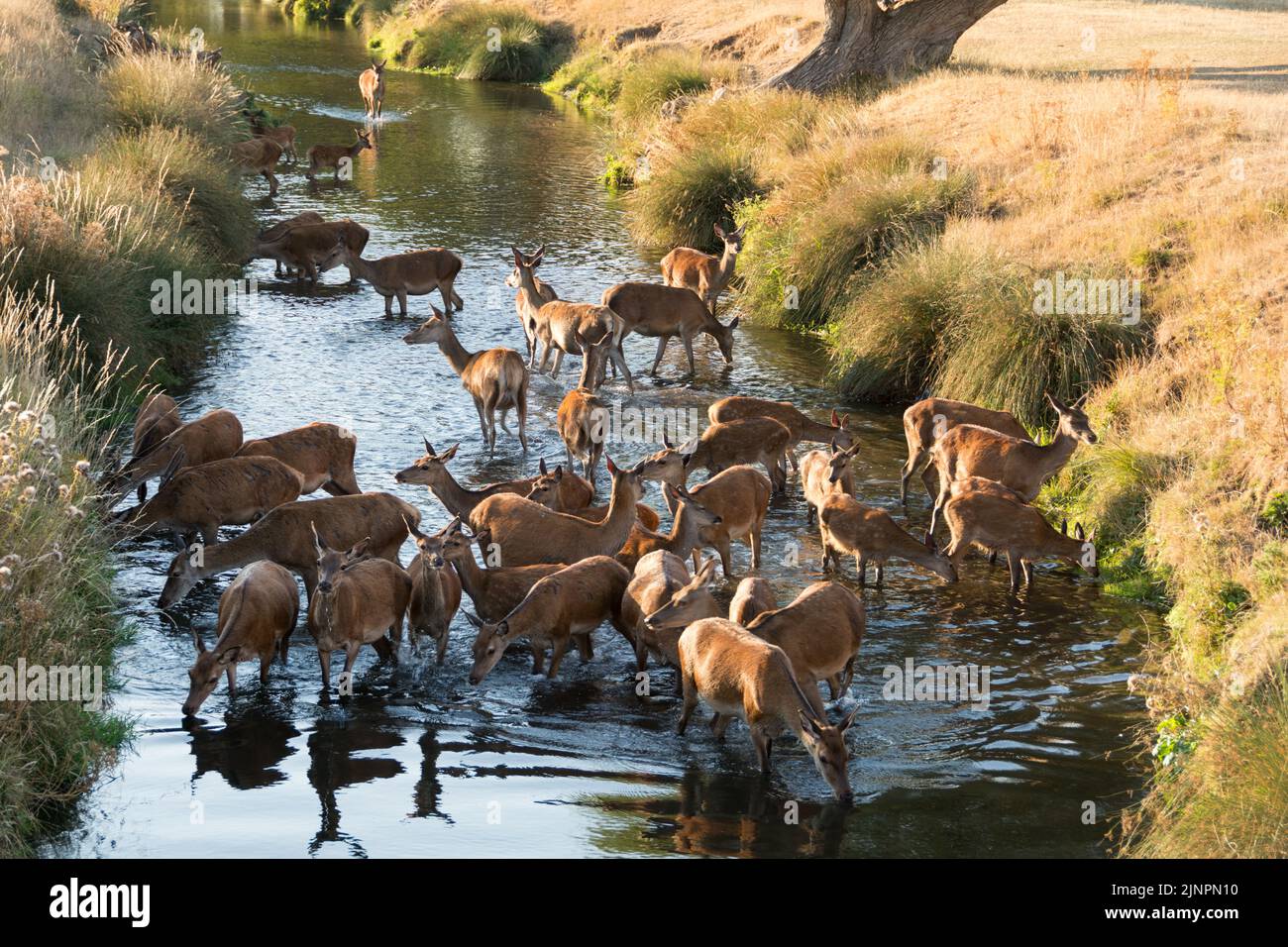 Thirsty Red Deer (Cervus elaphus) taking a drink in Beverley Brook in ...