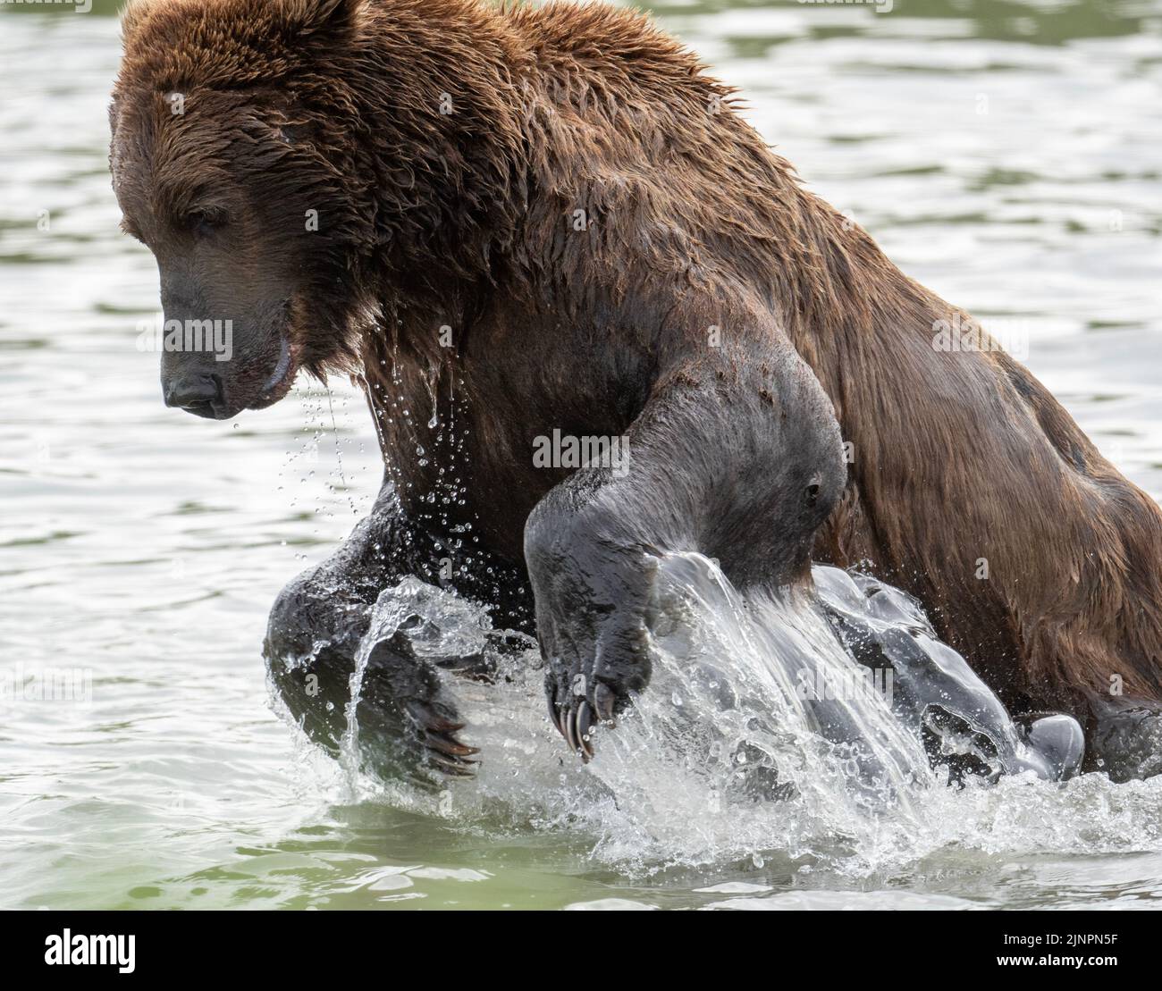 Alaskan brown bear lunging in an attempt to catch salmon at Mikfik ...