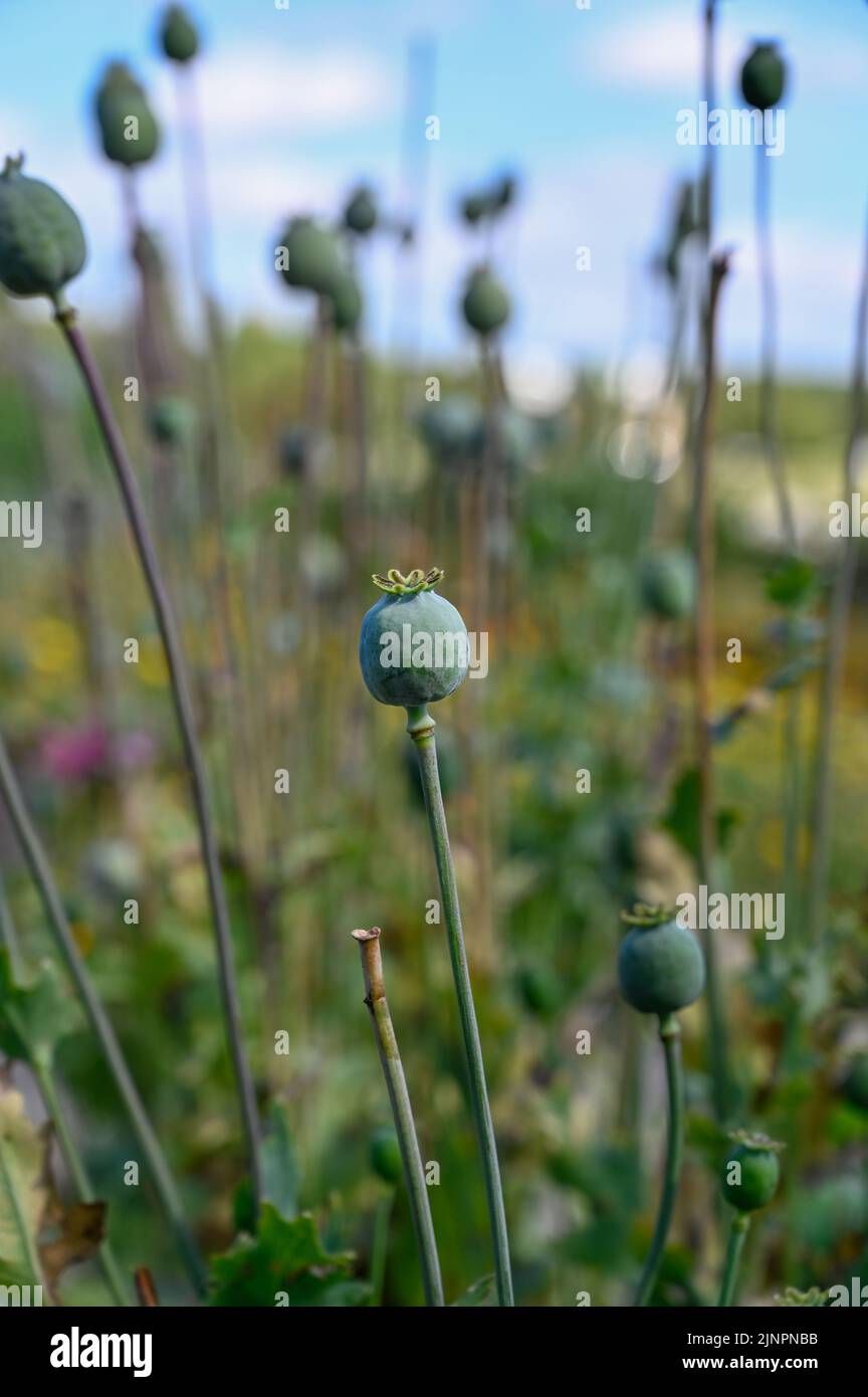poppy capsule full of seeds ready for next year Stock Photo - Alamy
