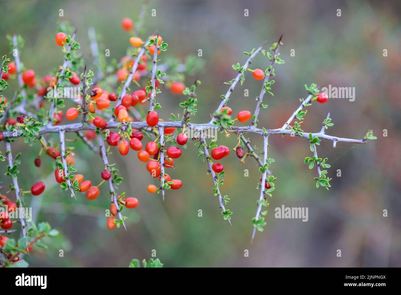 Wild fruits in Calden Forest environement, Piquillin, Condalia ...