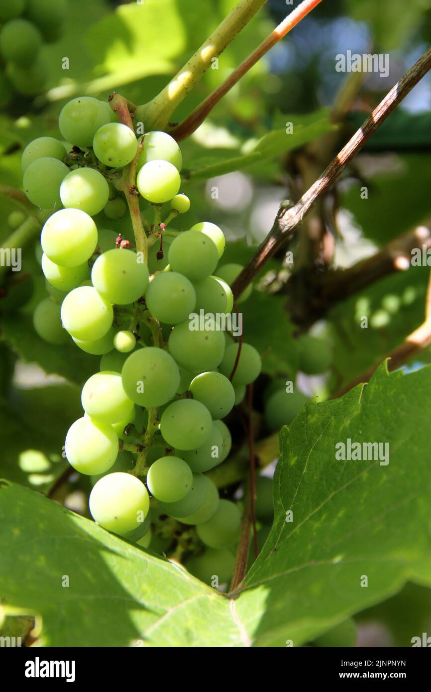 Bunch Of Green Grapes On A Branch Closeup Photo Stock Photo - Alamy