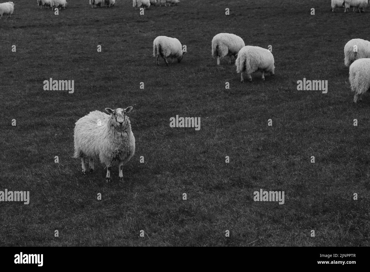 Sheep livestock Black and White Stock Photos & Images - Alamy