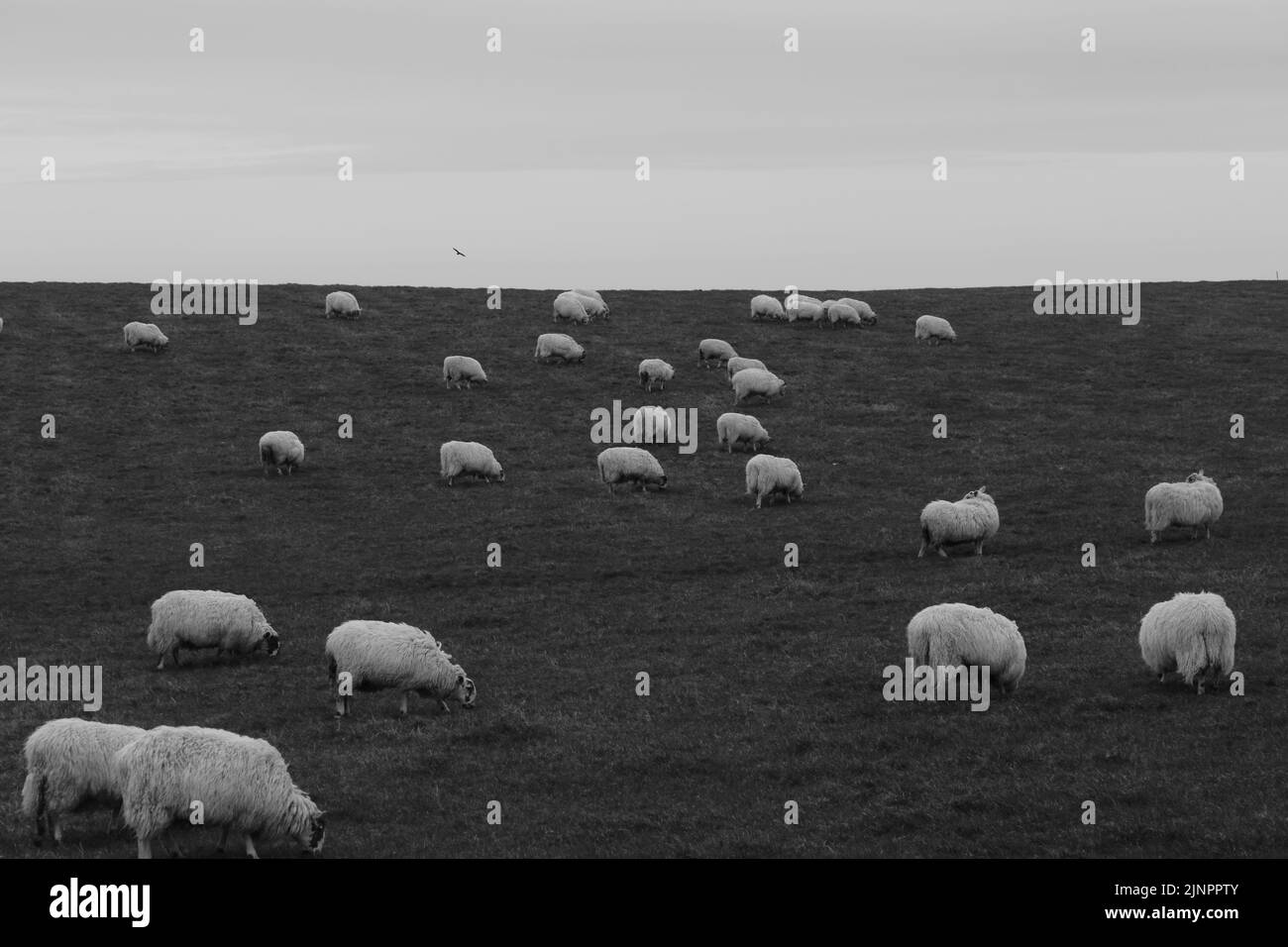 Flock of sheep standing in a field Stock Photo - Alamy
