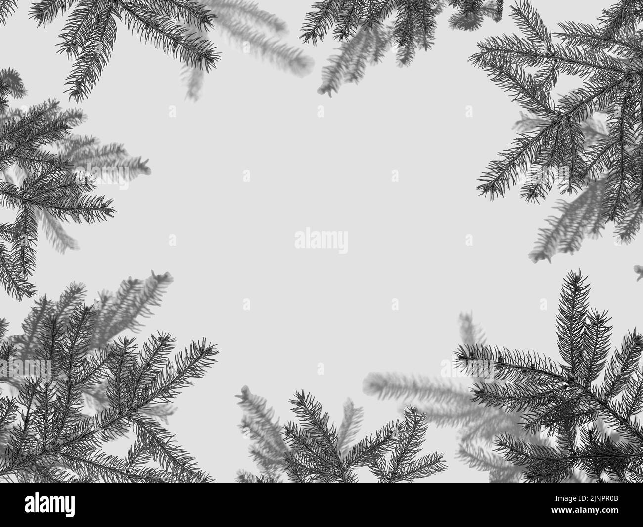 Winter postcard fir tree Black and White Stock Photos & Images - Alamy