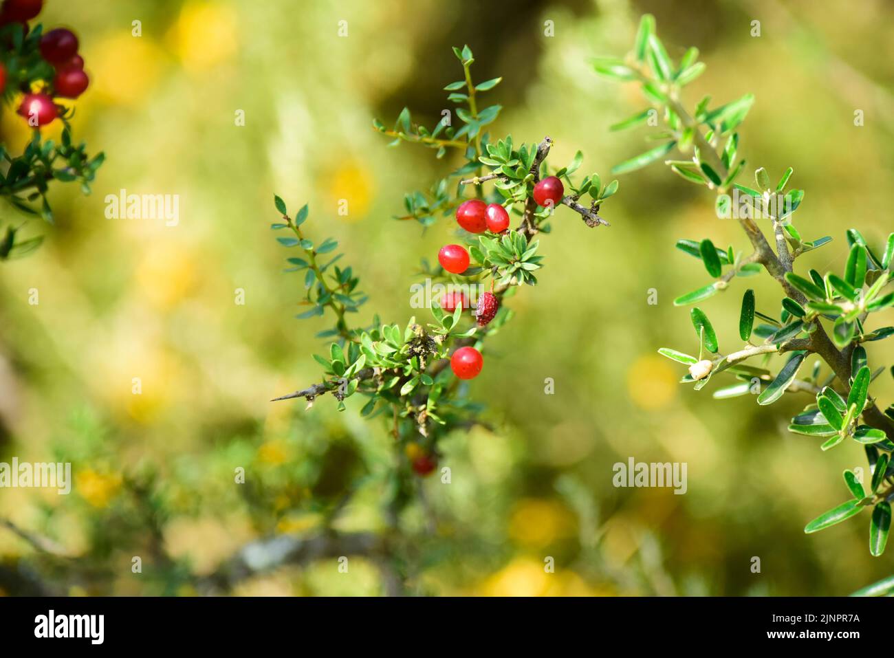 Wild fruits in Calden Forest environement, Piquillin, Condalia ...