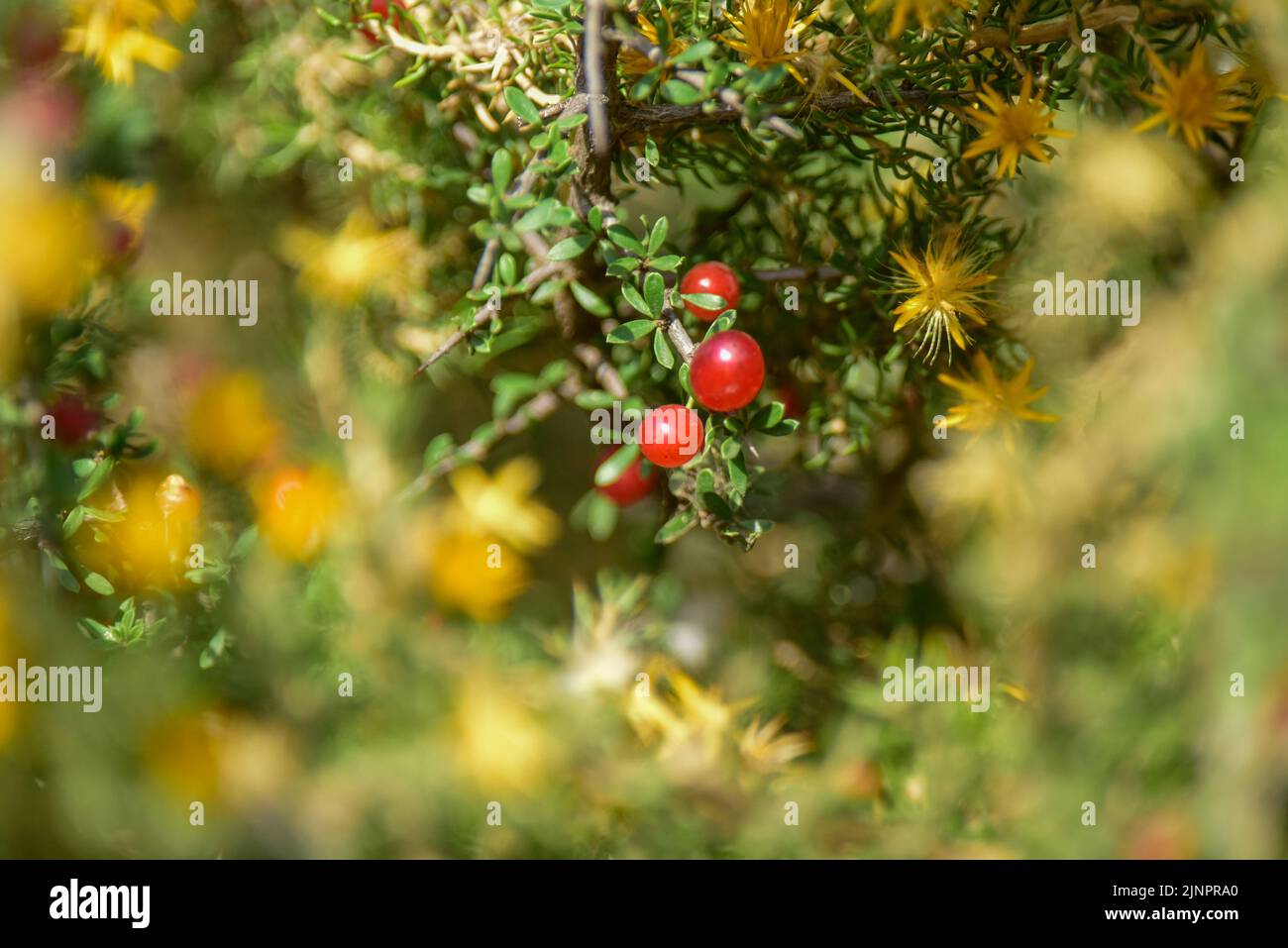 Piquillin condalia microphylla hi-res stock photography and images - Alamy