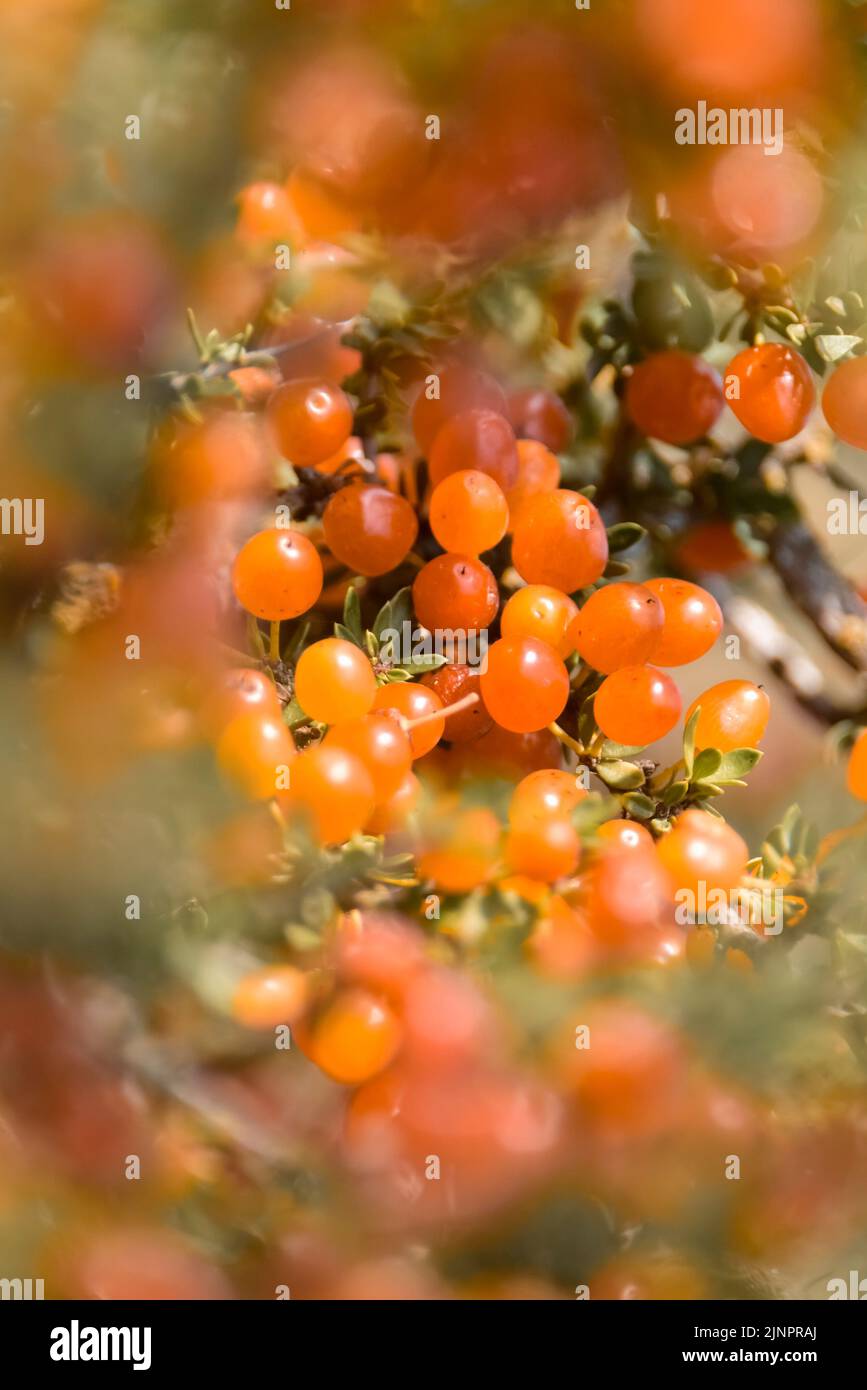 Wild fruits in Calden Forest environement, Piquillin, Condalia ...