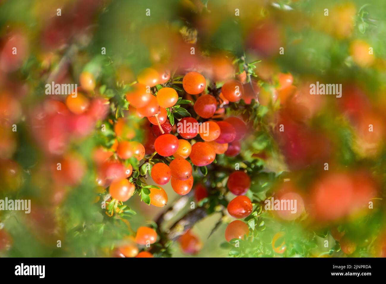 Wild fruits in Calden Forest environement, Piquillin, Condalia ...