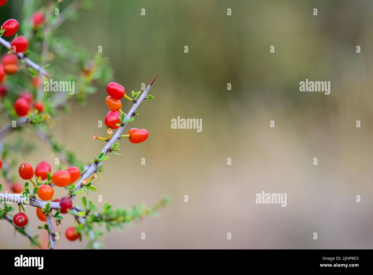 Wild fruits in Calden Forest environement, Piquillin, Condalia ...