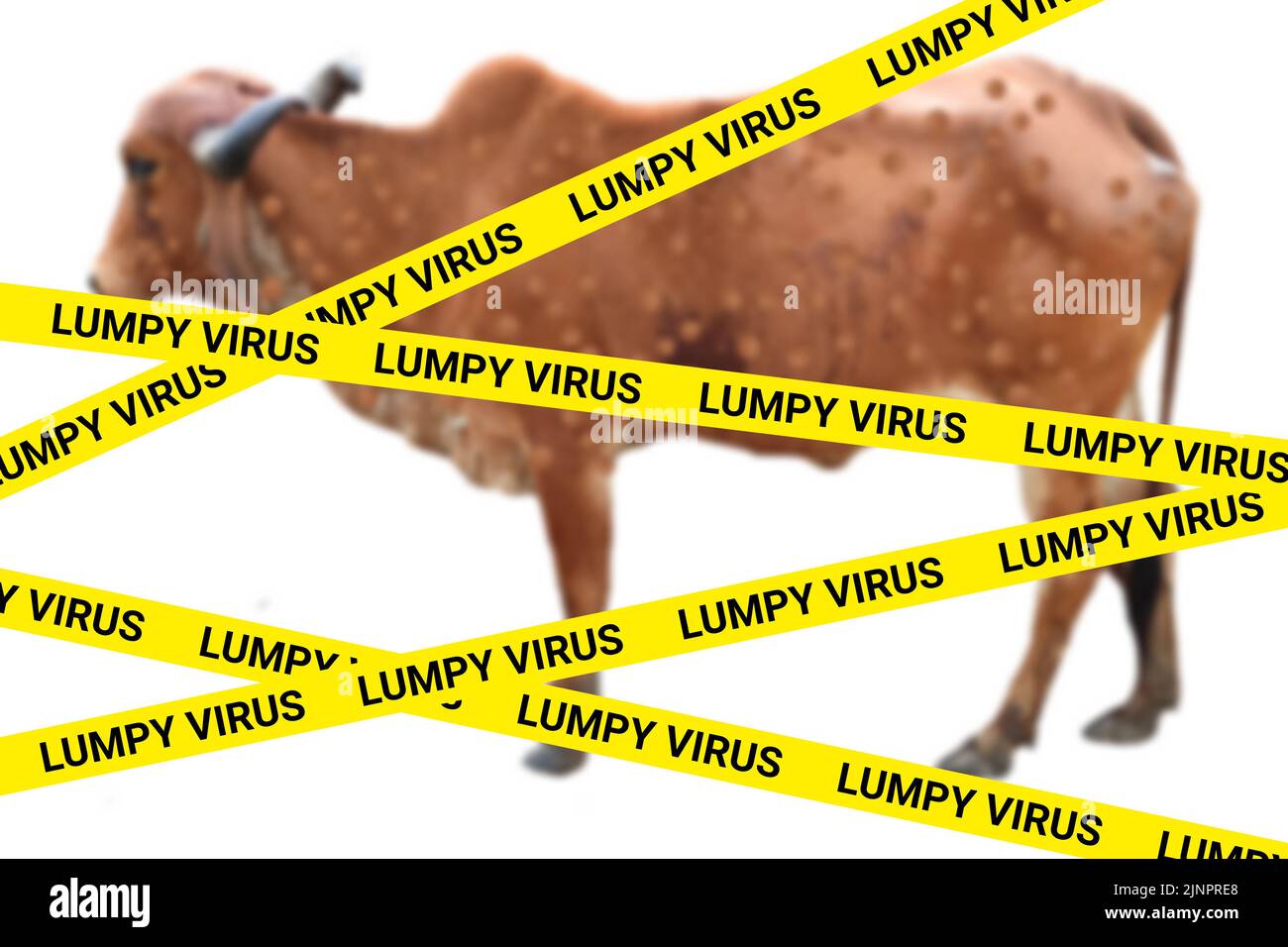 lumpy virus yellow crime spot line on blur pox virus in human body ...