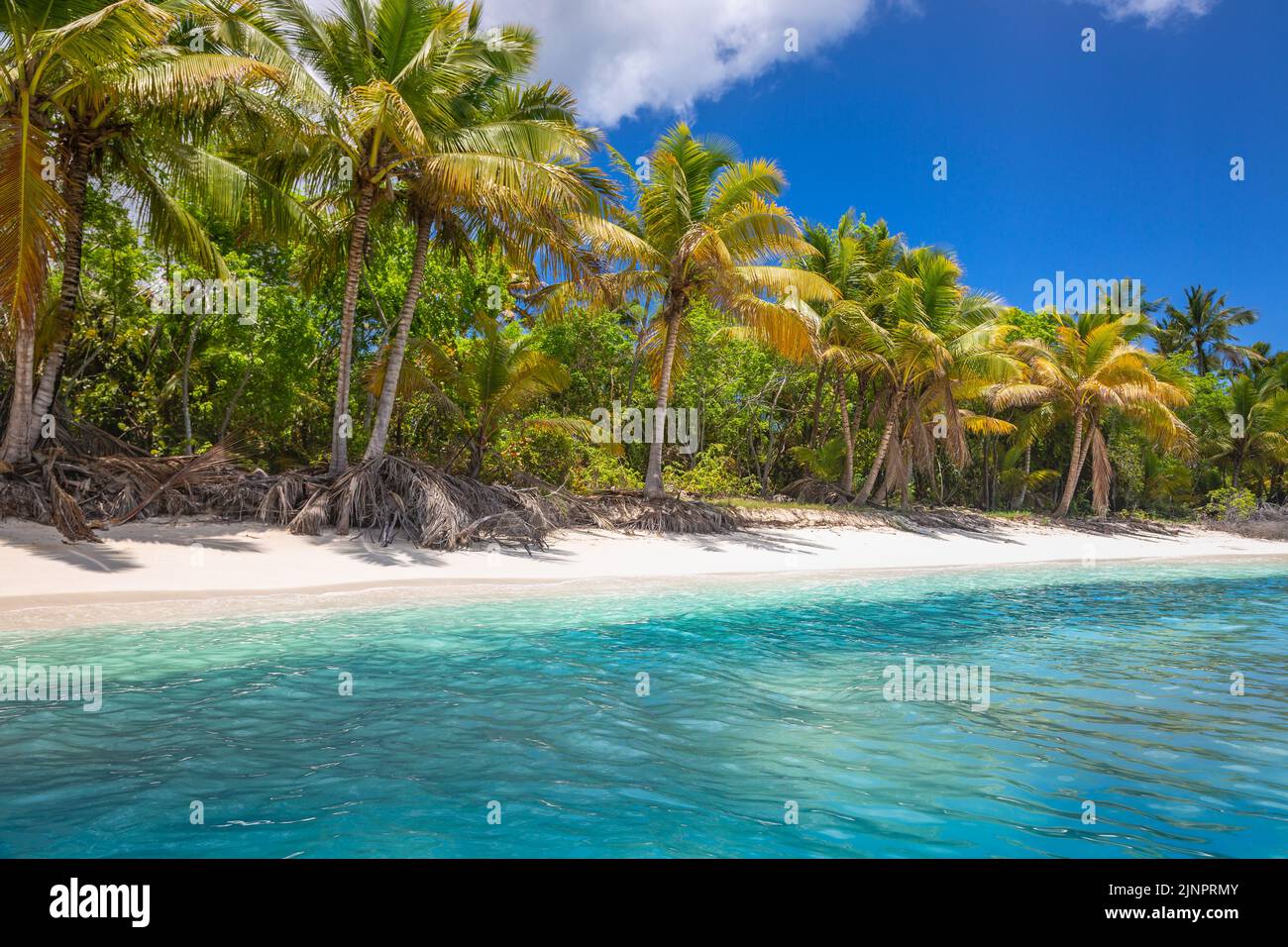 Tropical paradise: idyllic caribbean beach with palm trees, Punta Cana ...