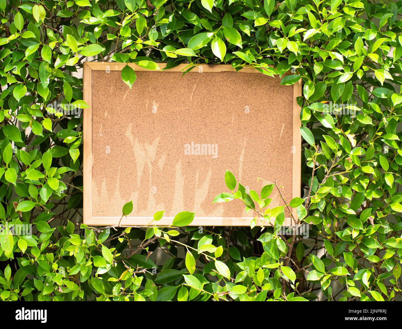 blank cork message pin board mock up object for communication Stock ...