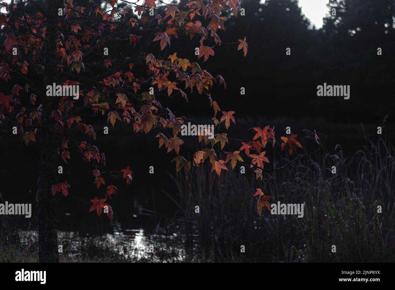 Autumn leaves of the Canadian Maple, an exotic tree popular for its ...