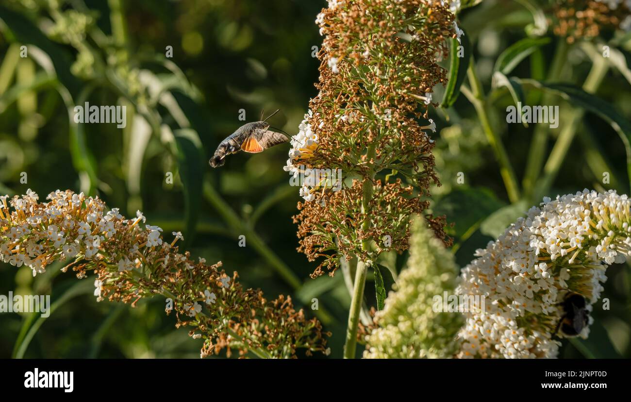 hummingbird hawk-moth (Macroglossum stellatarum) feeding through its ...