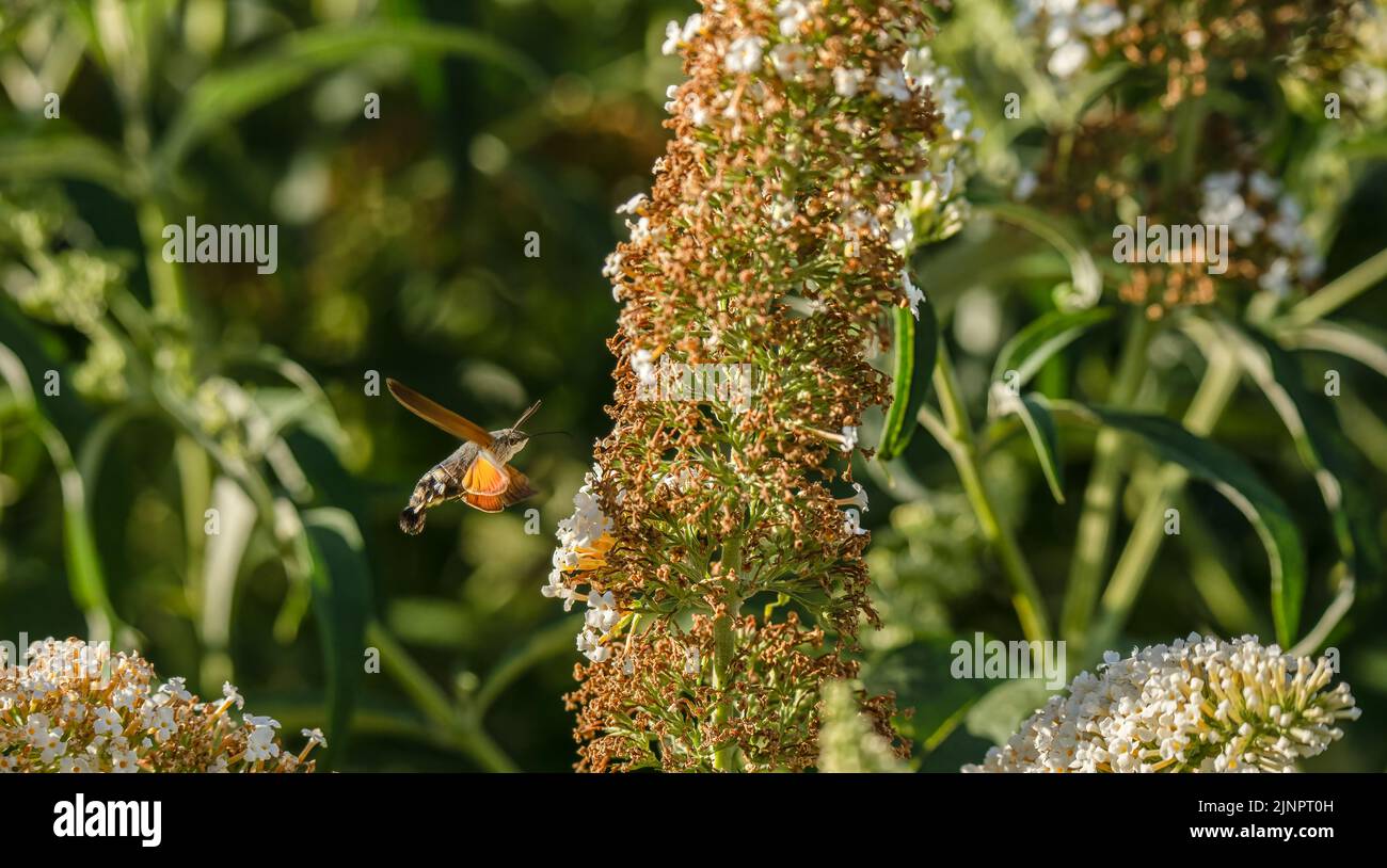hummingbird hawk-moth (Macroglossum stellatarum) feeding through its ...