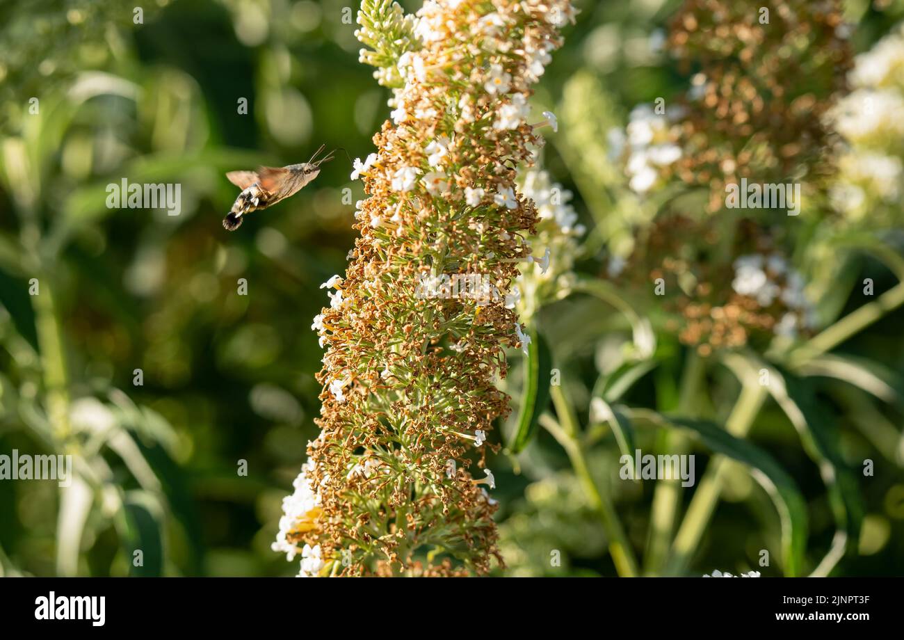 hummingbird hawk-moth (Macroglossum stellatarum) feeding through its ...