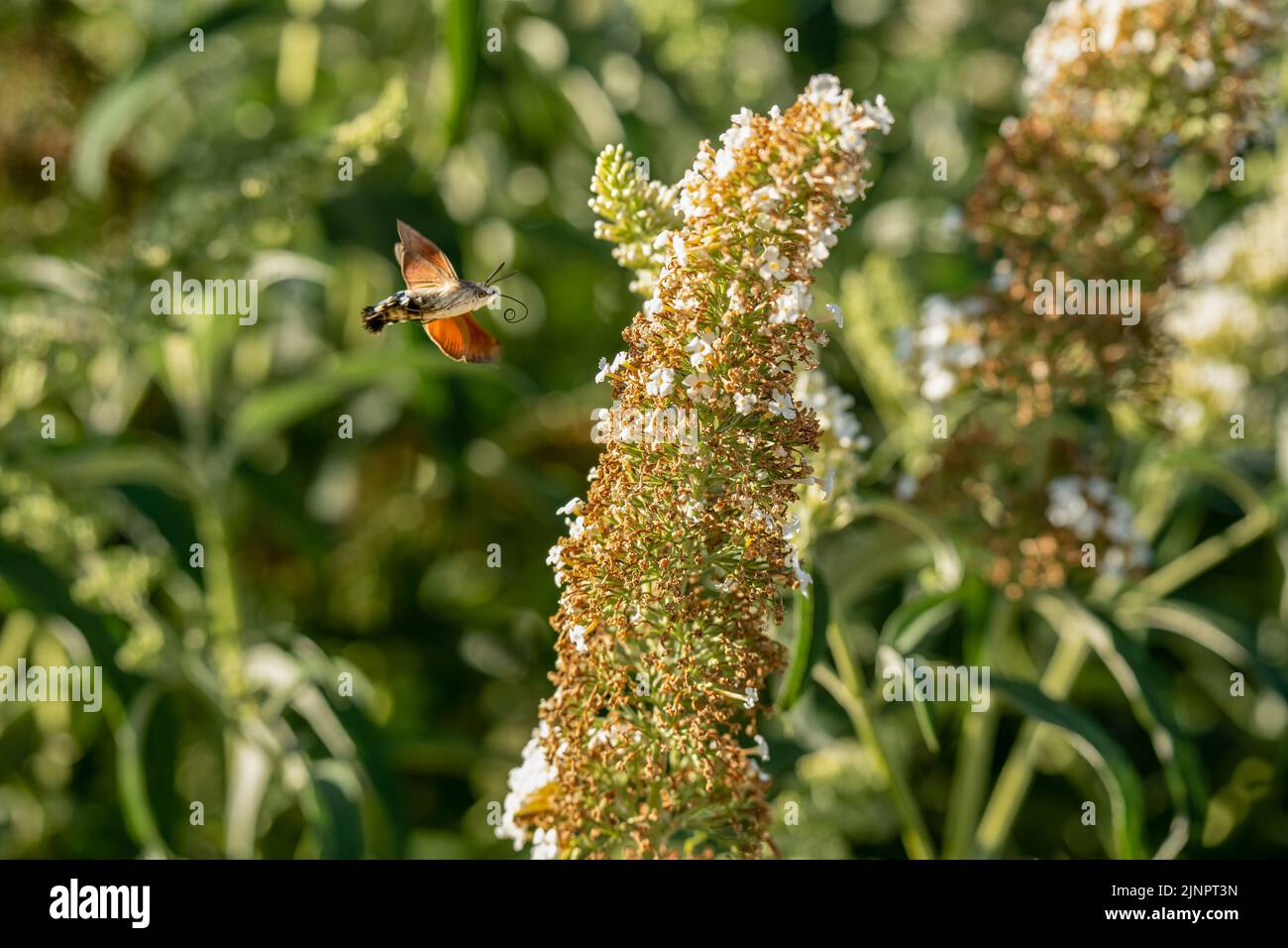 hummingbird hawk-moth (Macroglossum stellatarum) feeding through its ...