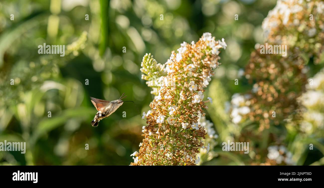 hummingbird hawk-moth (Macroglossum stellatarum) feeding through its ...