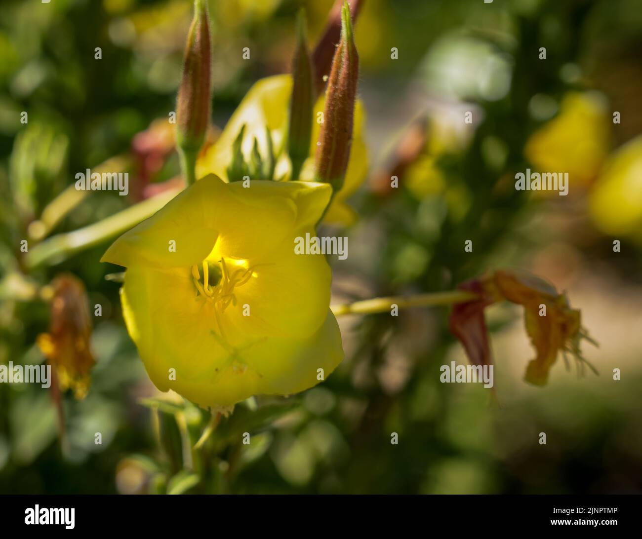 Evening-Primrose Oenothera macrocarpa (Oenothera missouriensis Stock ...