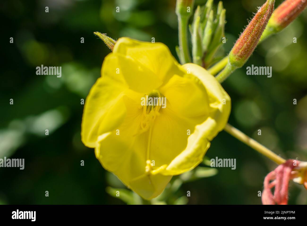 Evening-Primrose Oenothera macrocarpa (Oenothera missouriensis Stock ...