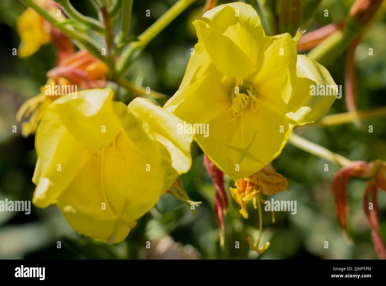 Evening-Primrose Oenothera macrocarpa (Oenothera missouriensis Stock ...