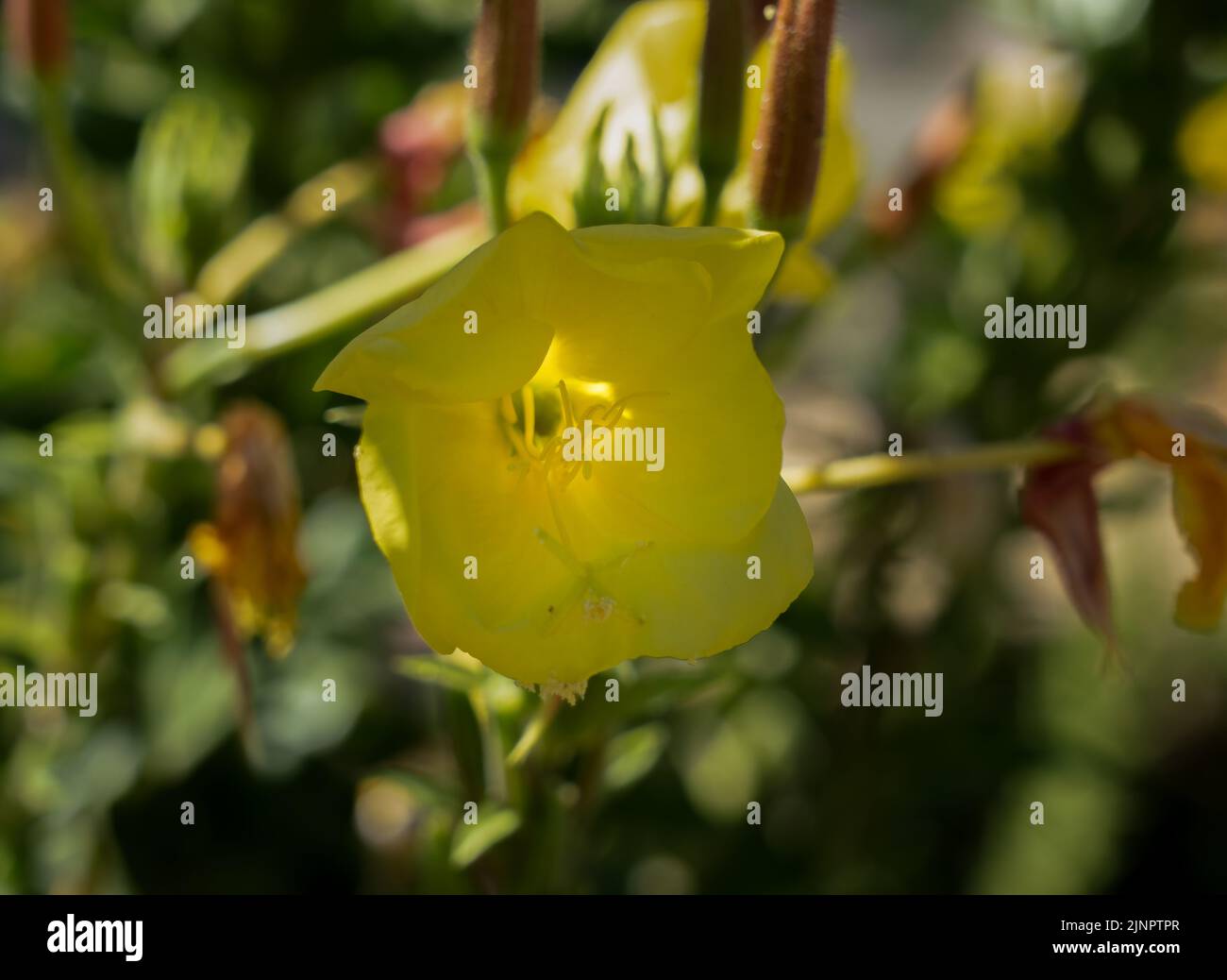 Evening-Primrose Oenothera macrocarpa (Oenothera missouriensis Stock ...