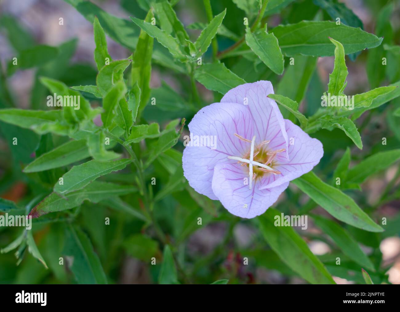 Oenothera speciosa evening primrose also known as pinkladies, pink ...
