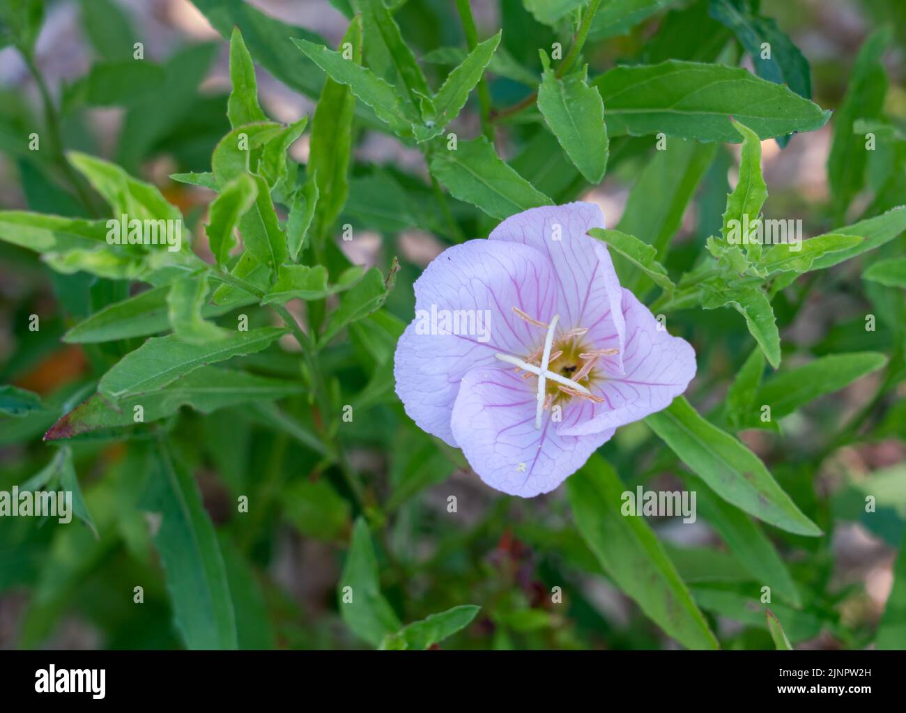 Oenothera speciosa evening primrose also known as pinkladies, pink ...