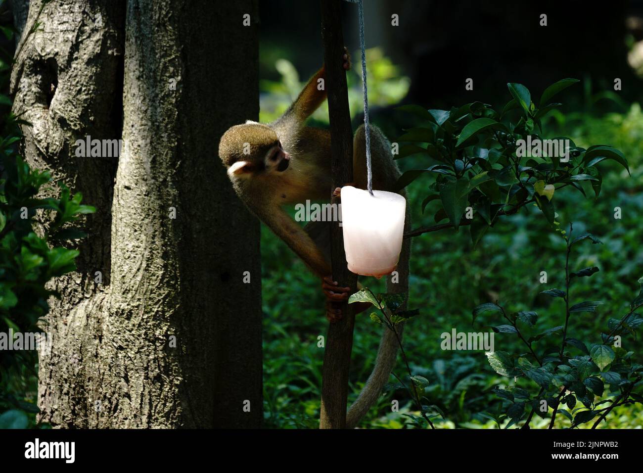 Shanghai. 13th Aug, 2022. A squirrel monkey plays with a piece of ice ...