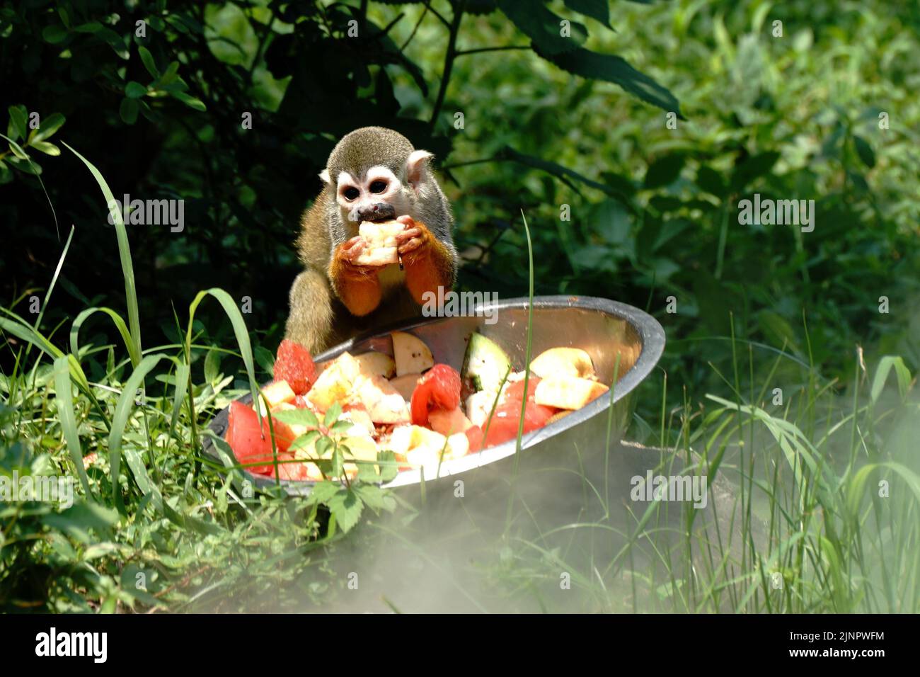 Shanghai. 13th Aug, 2022. A squirrel monkey enjoys fruits in water ...