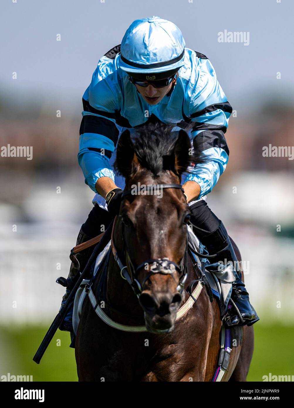 Zechariah horse hi-res stock photography and images - Alamy