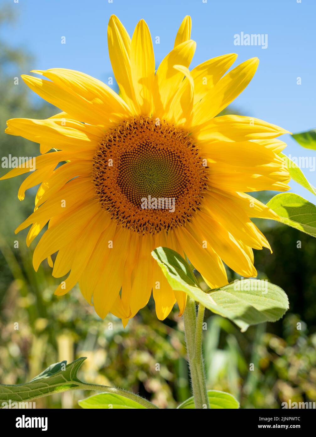 a Sunflower (Helianthus annuus) glowing golden in sunshine Stock Photo ...