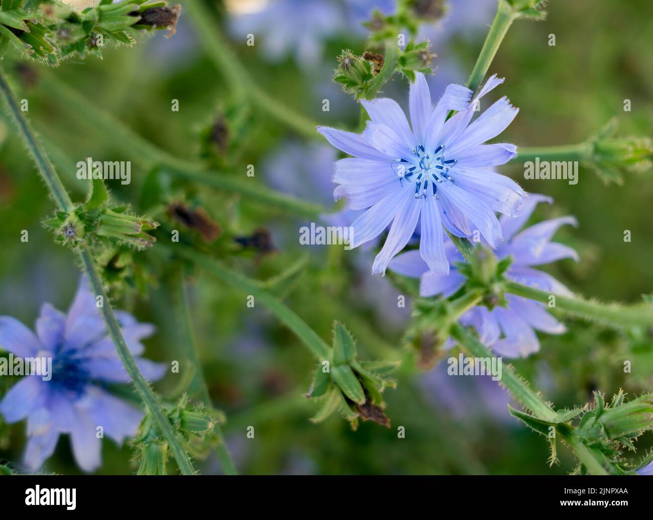 detailed close-up of a Belgain endive, Chicory Herb (Cichorium intybus ...
