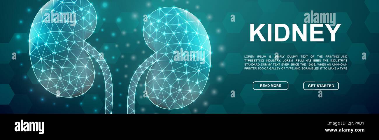 Kidneys 3d low poly symbol for head promotion banner. Urinary design ...