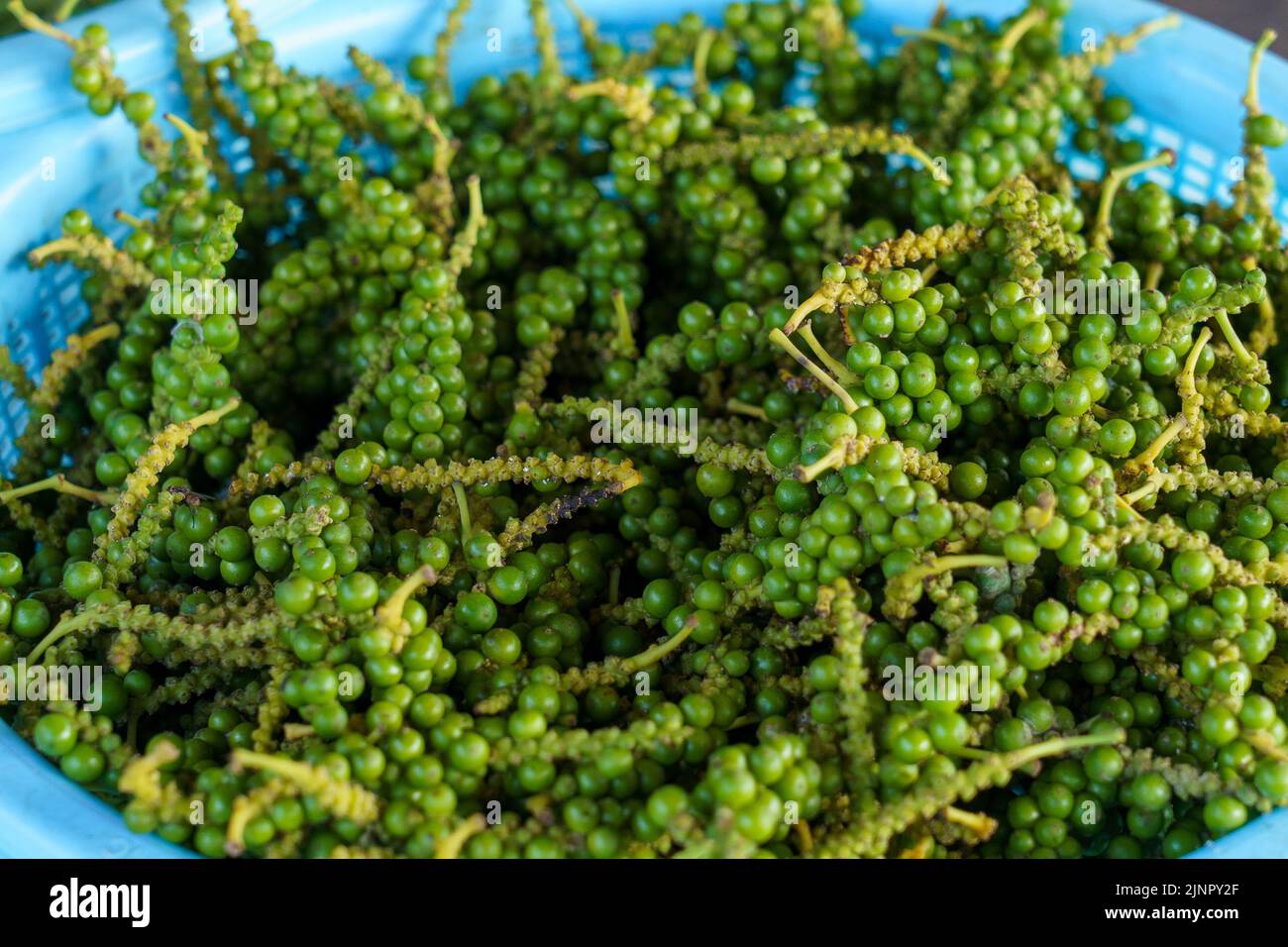 Kampot. Cambodia. Kampot Province. Around Kampot. Plantation, agro ...