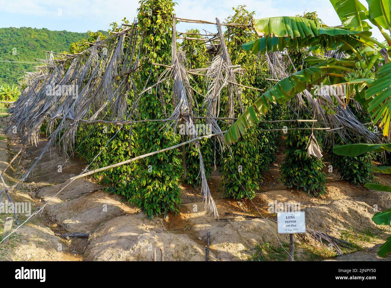 Kampot. Cambodia. Kampot Province. Around Kampot. Plantation, agro ...
