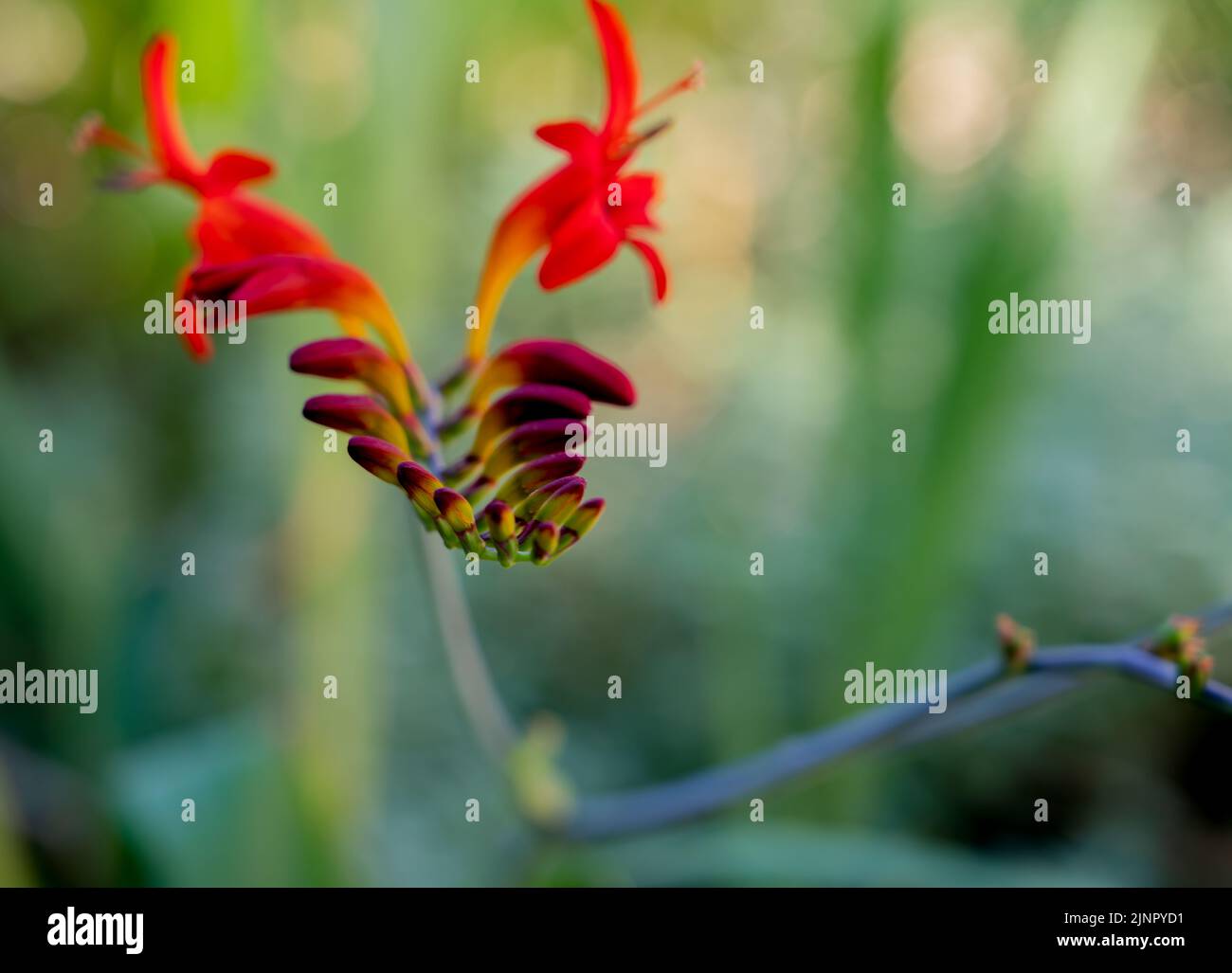 Crocosmia lucifer foliage hi-res stock photography and images - Alamy